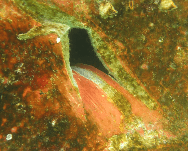 Blanking or ‘patching’ any discharge hole, or sea-chest – Sleipnir ...